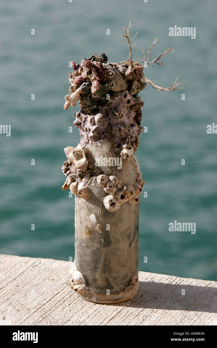Bottle covered with barnacles hi-res stock photography and images - Alamy