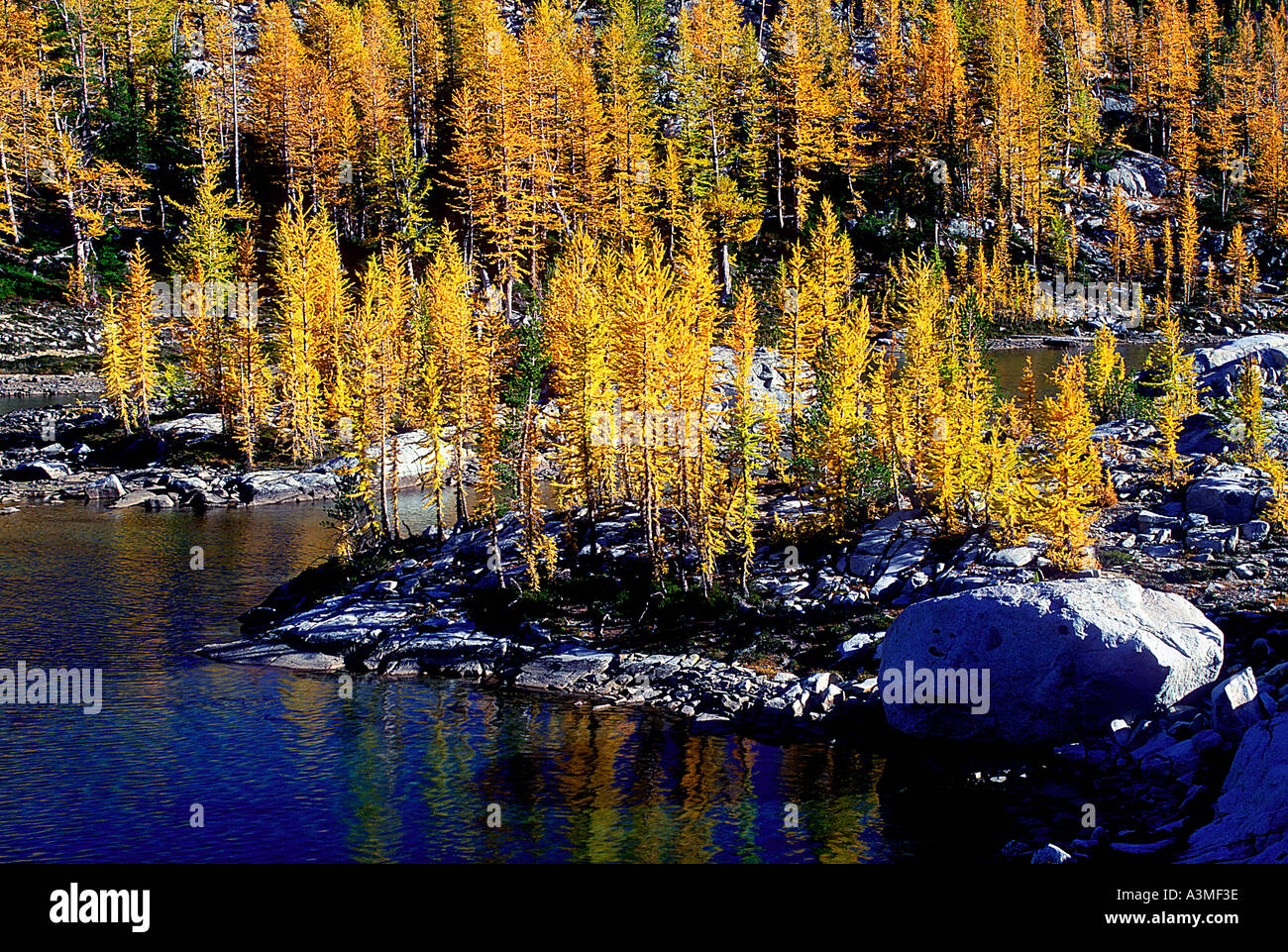 Fall larches above Leprechaun Lake Enchantment Lakes Alpine Lakes ...