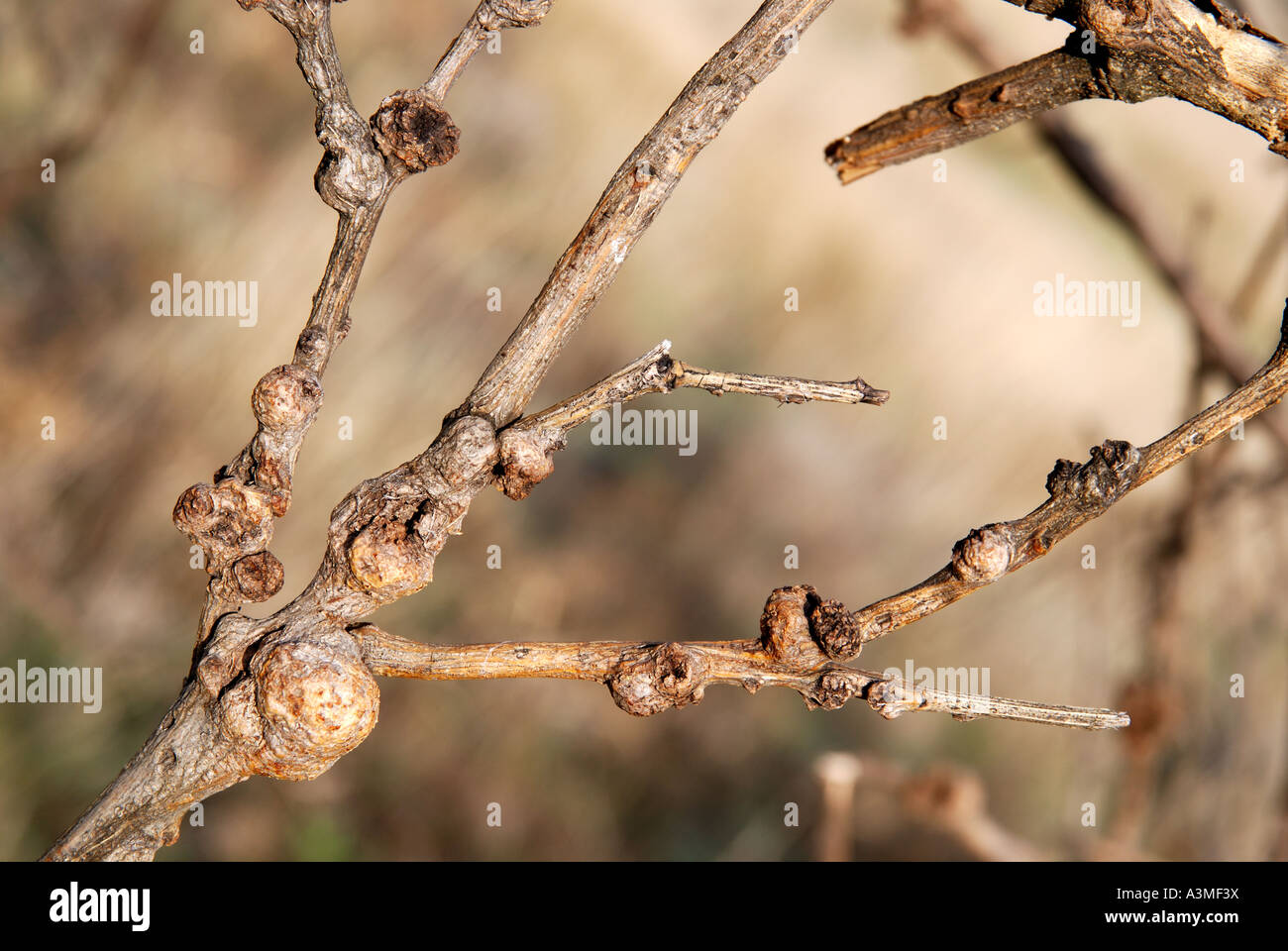 Arbusto arbusto arbustos arbustos hi-res stock photography and images ...