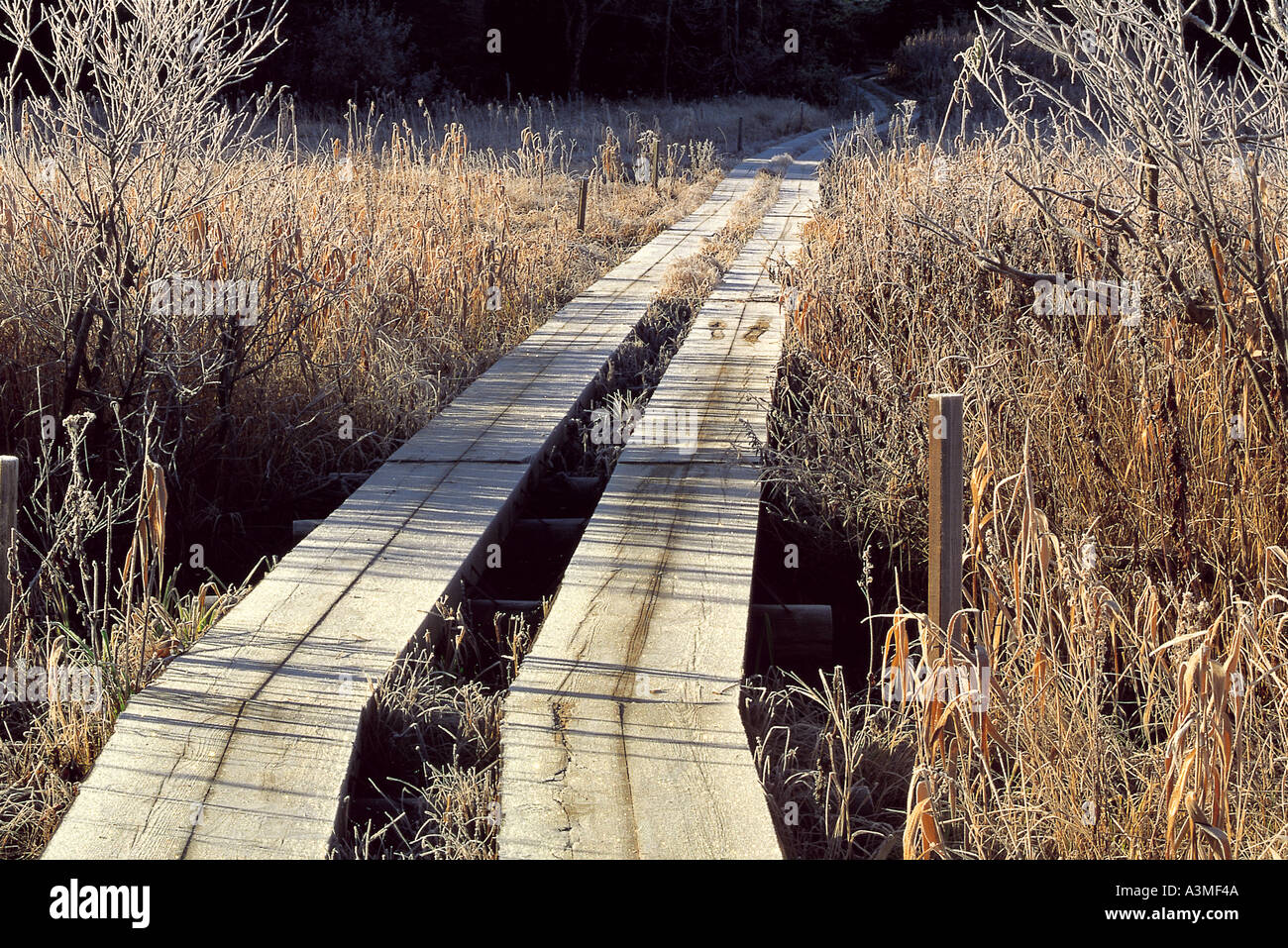 Nature Path Plants Stock Photo - Alamy