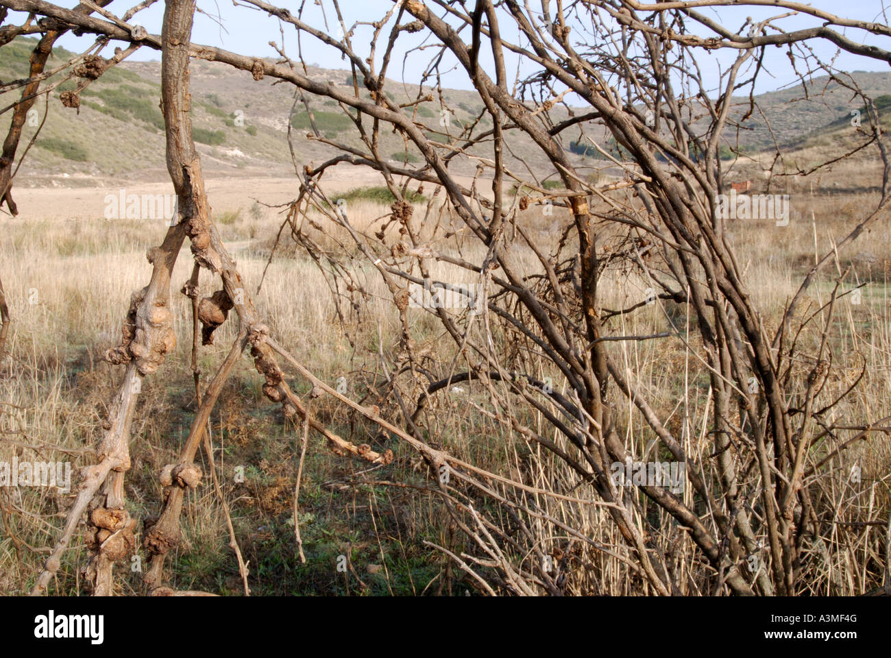 Arbusto arbusto arbustos arbustos hi-res stock photography and images ...