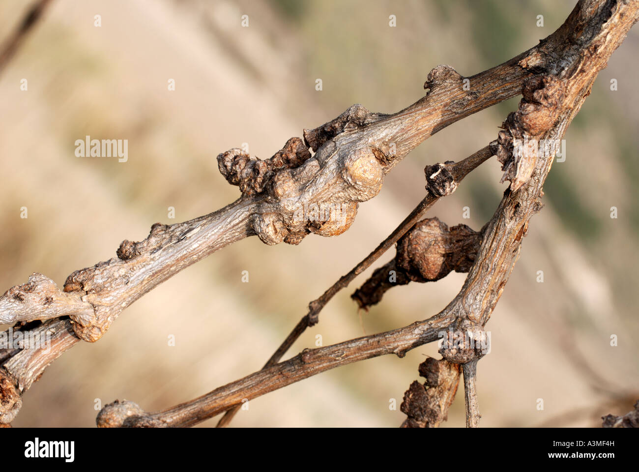 Arbusto arbusto arbustos arbustos hi-res stock photography and images ...