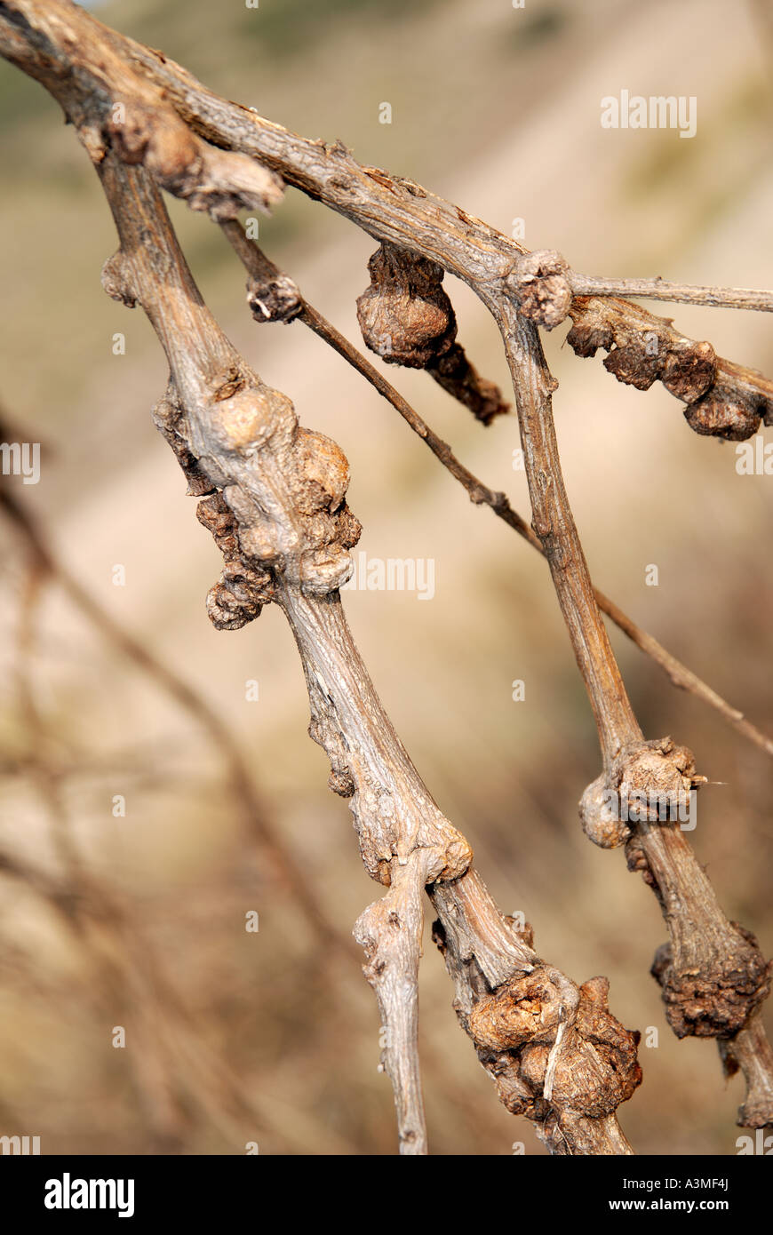 Arbusto arbustos hi-res stock photography and images - Alamy