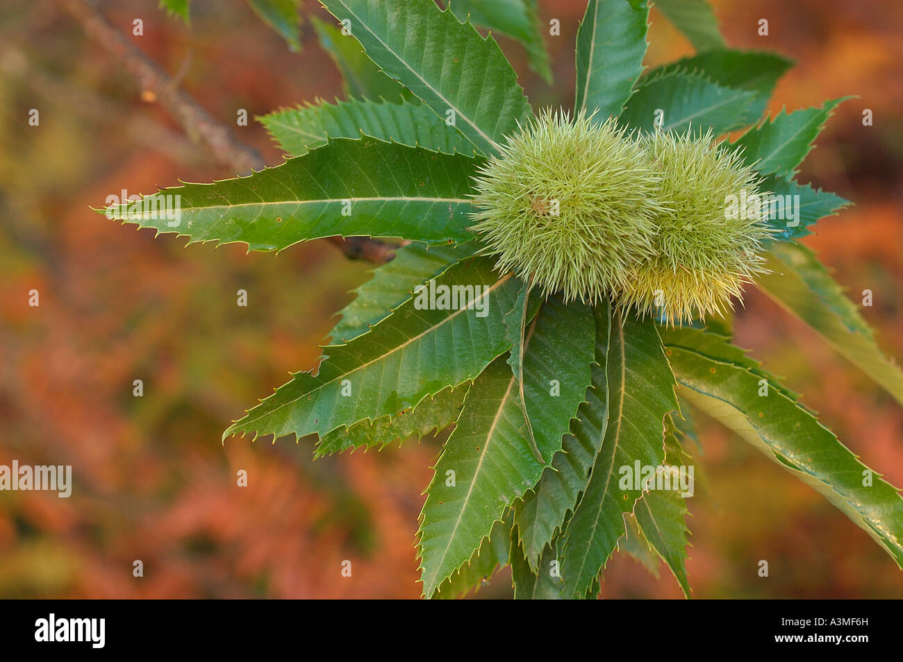 Castanea vulgaris hi-res stock photography and images - Alamy