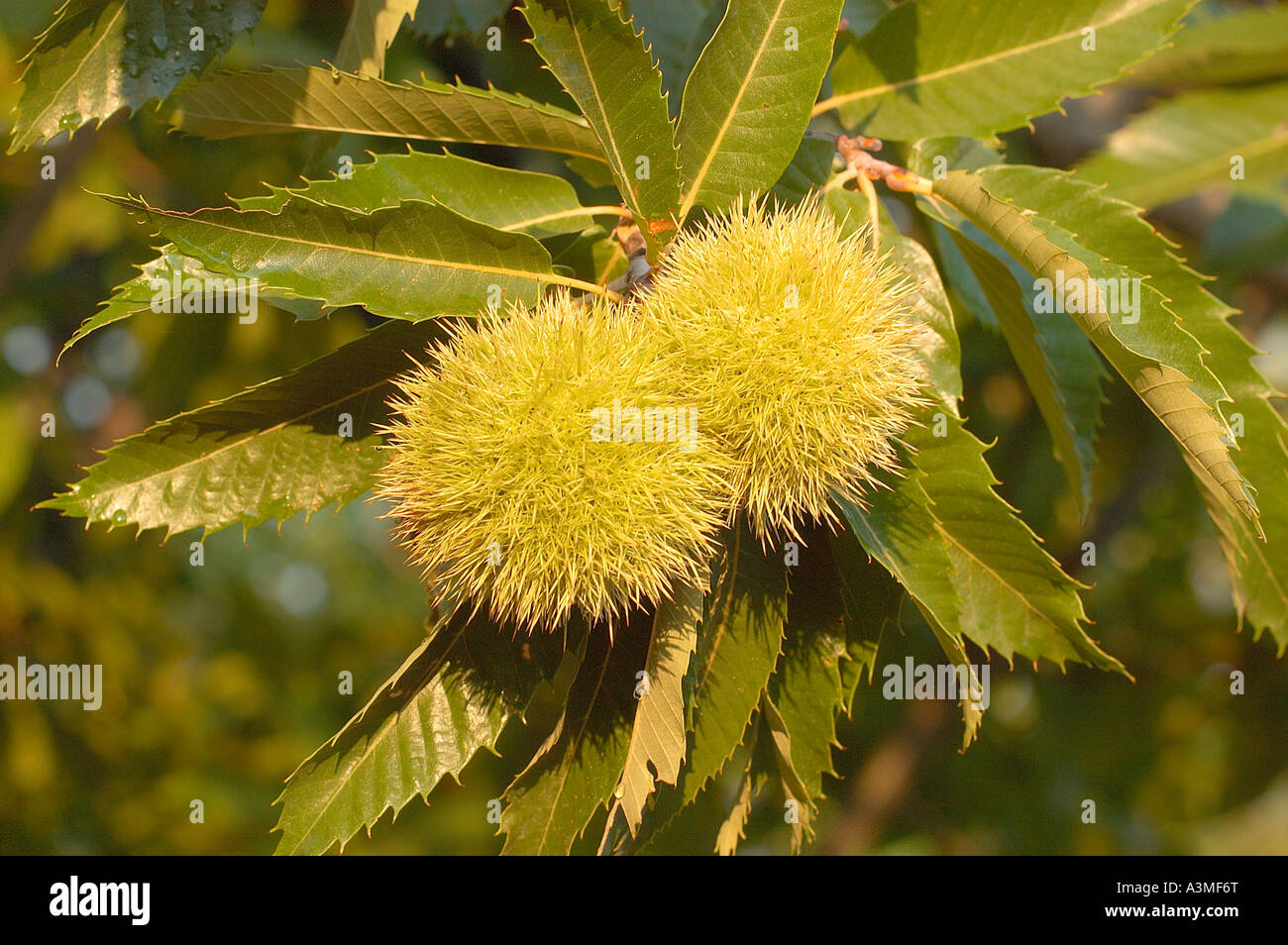 Castanea vulgaris hi-res stock photography and images - Alamy