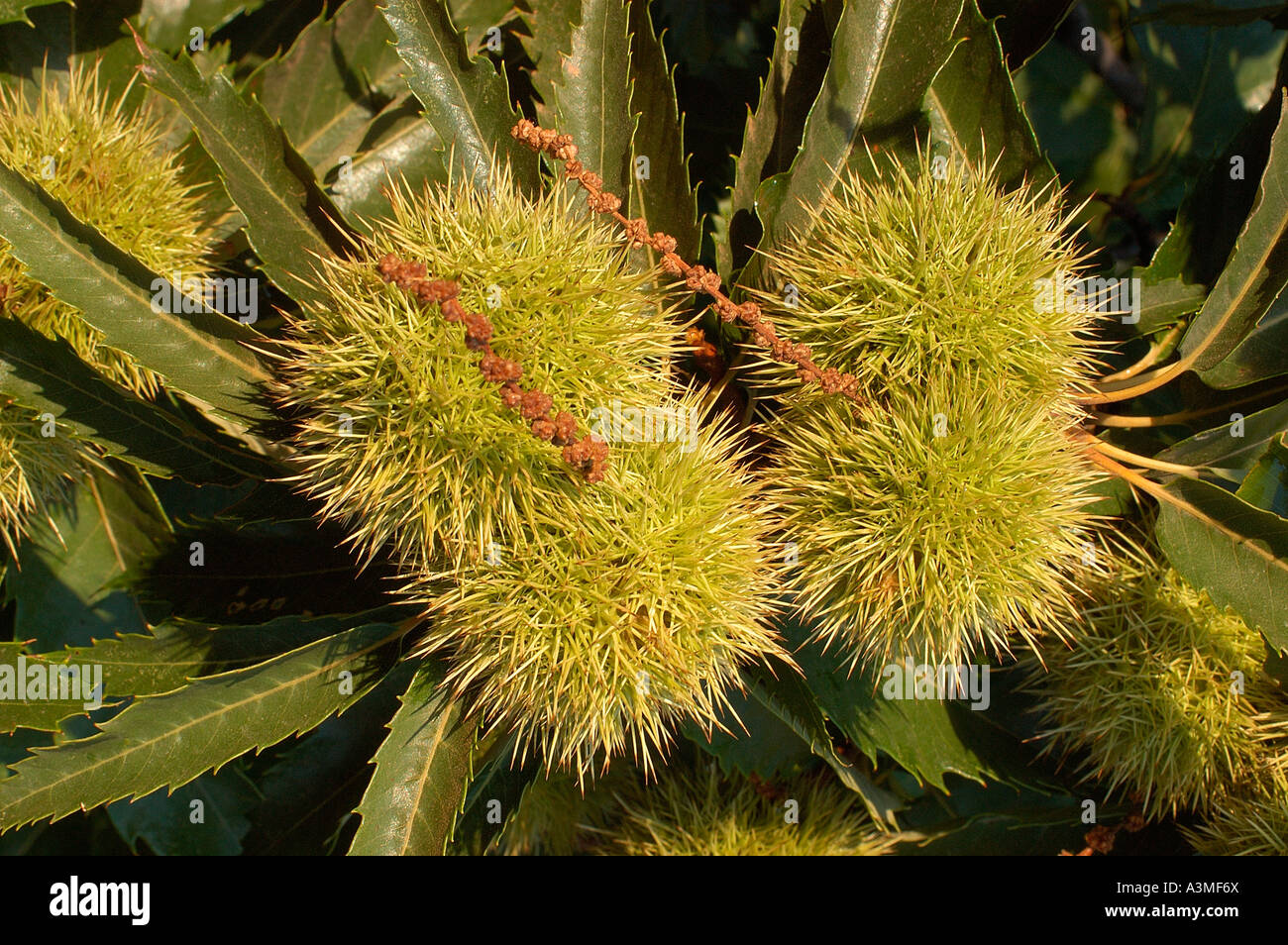 Castanea vulgaris hi-res stock photography and images - Alamy
