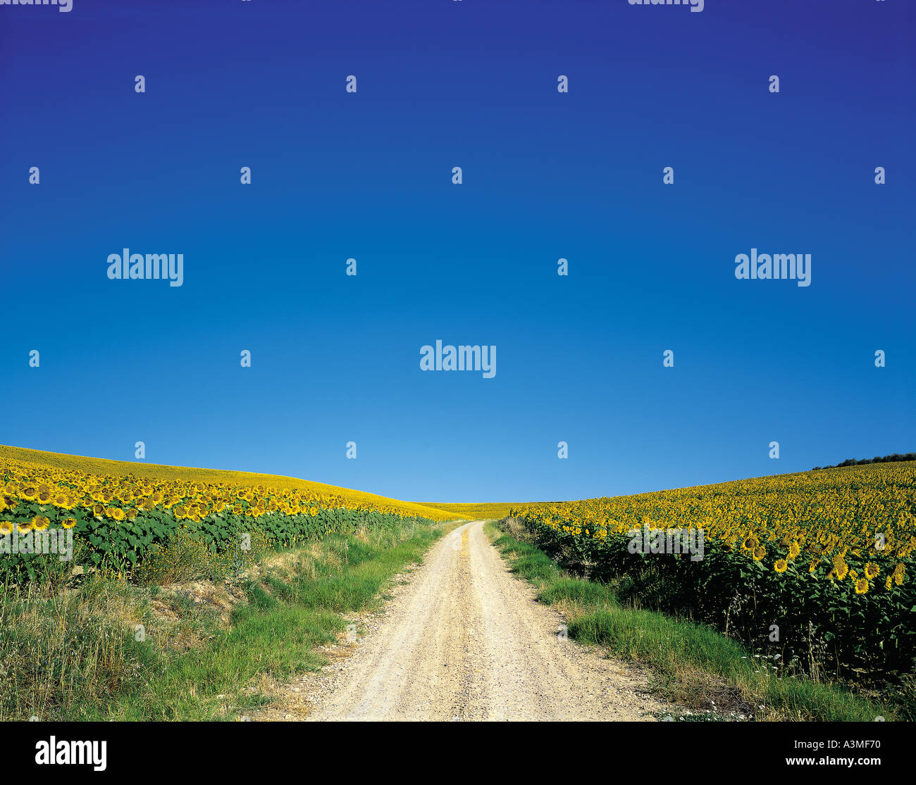 Road Nature Path Sky Flowers Fields of Flowers Sunflowers Stock Photo ...