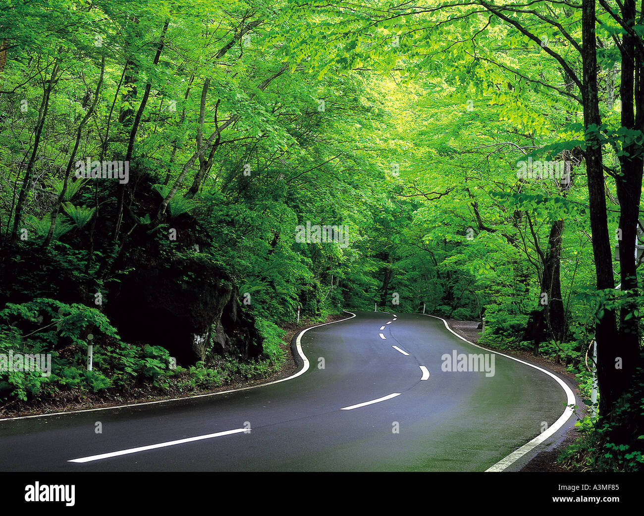 Road Nature Trees Highway Forests Stock Photo - Alamy