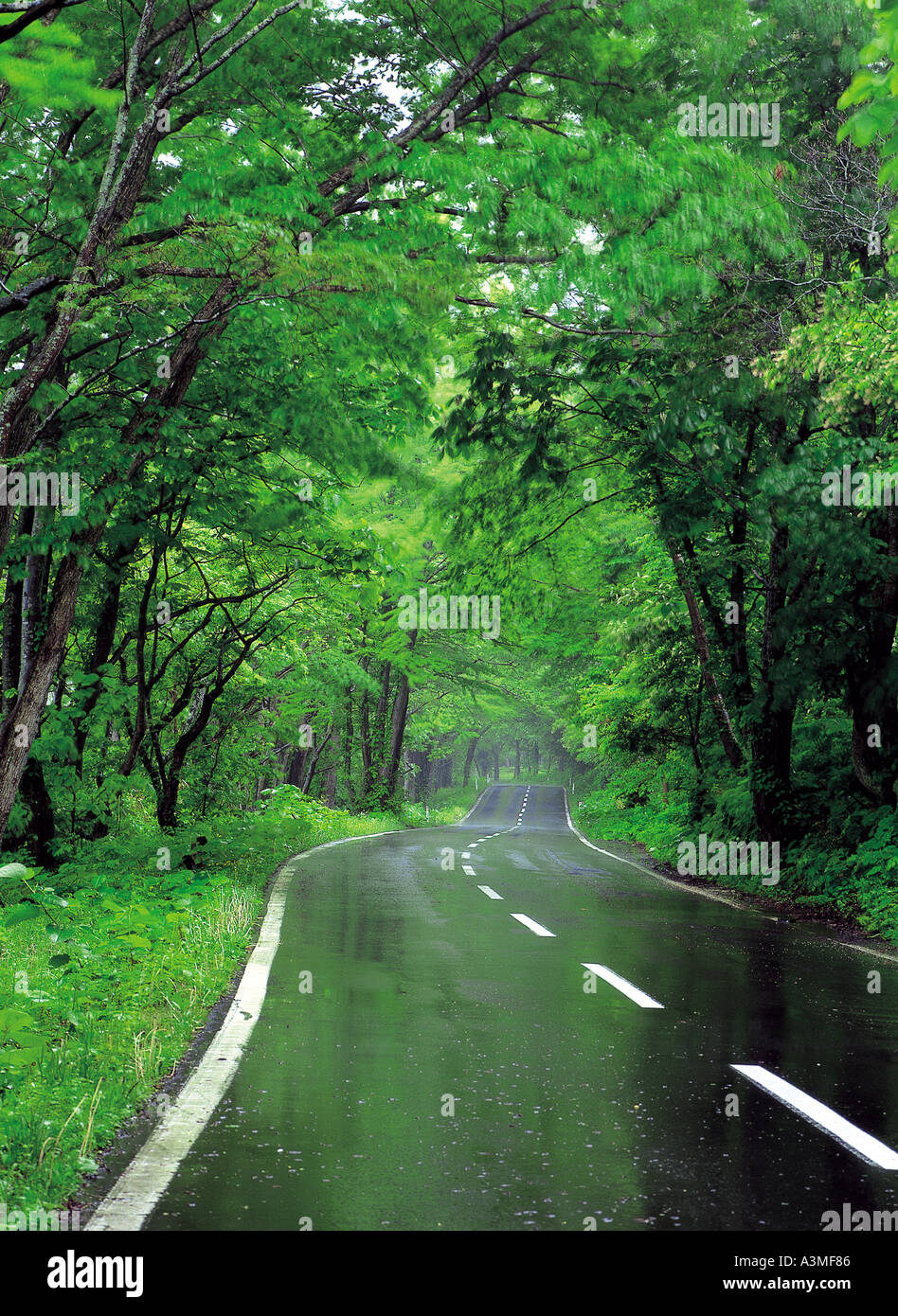 Road Nature Trees Highway Forests Stock Photo - Alamy