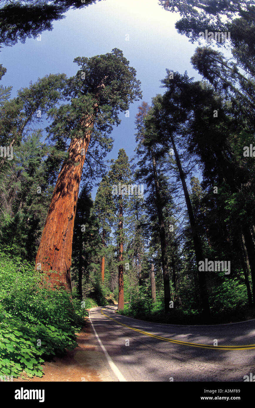 Road Nature Trees Sky Highway Forests Stock Photo - Alamy