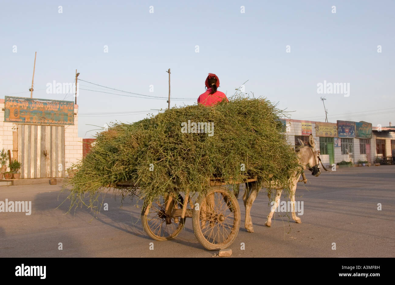 Donkey cart loaded with animal feed heads towards the livestock market ...