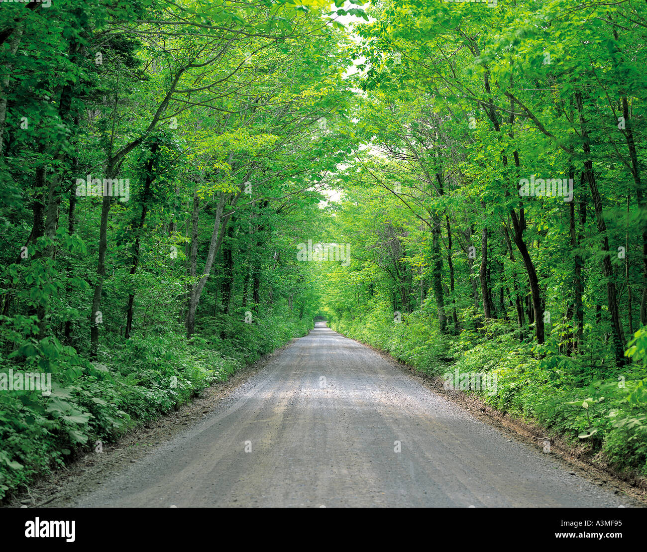 Road Nature Trees Forests Stock Photo - Alamy