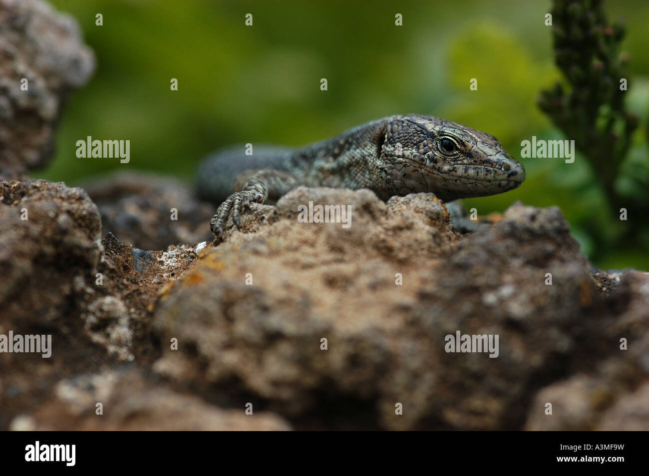 Wall lizard at funchal s botanic garden madeira portugal Stock Photo ...