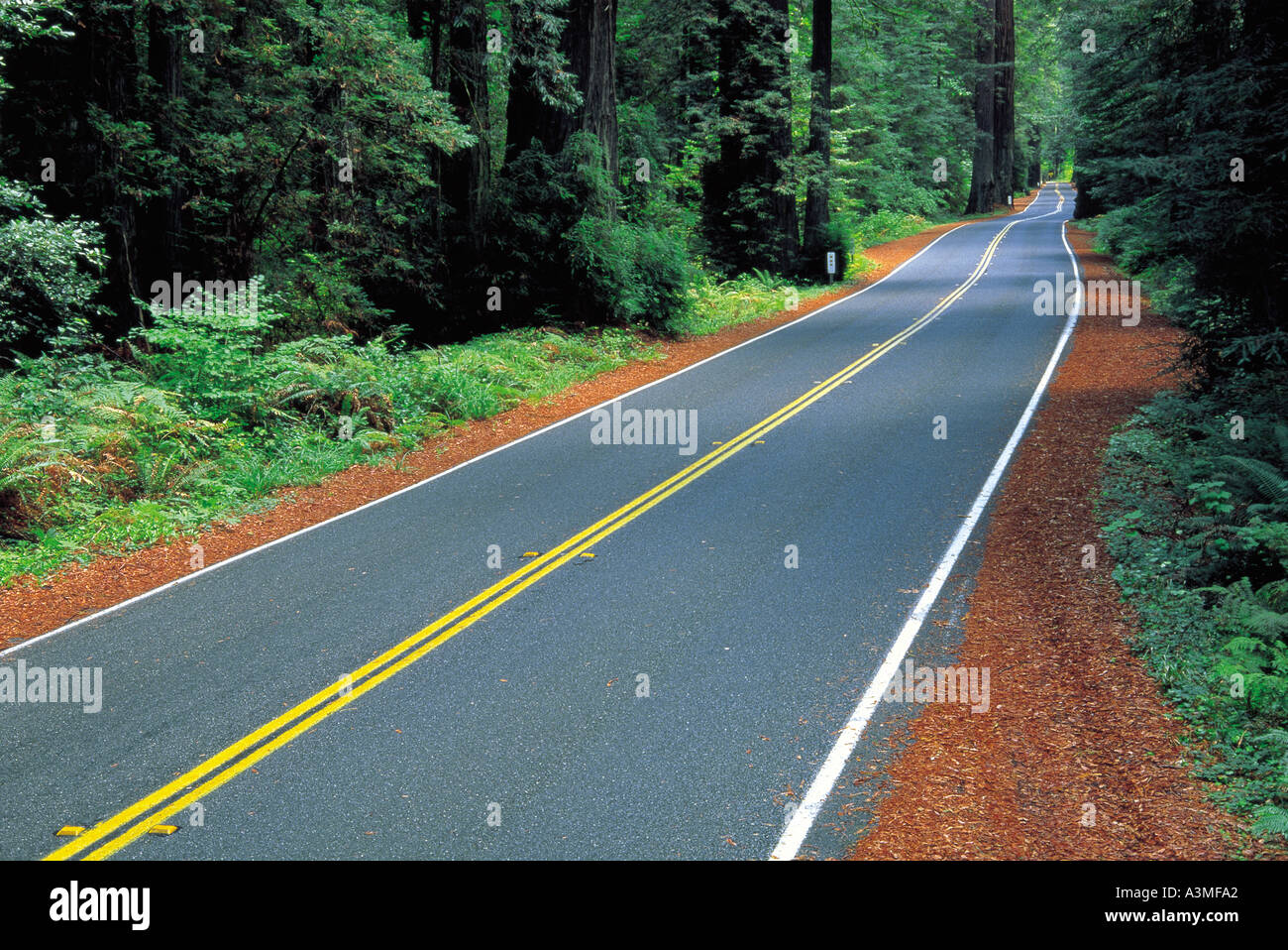 Road Nature Trees Highway Forests Stock Photo - Alamy