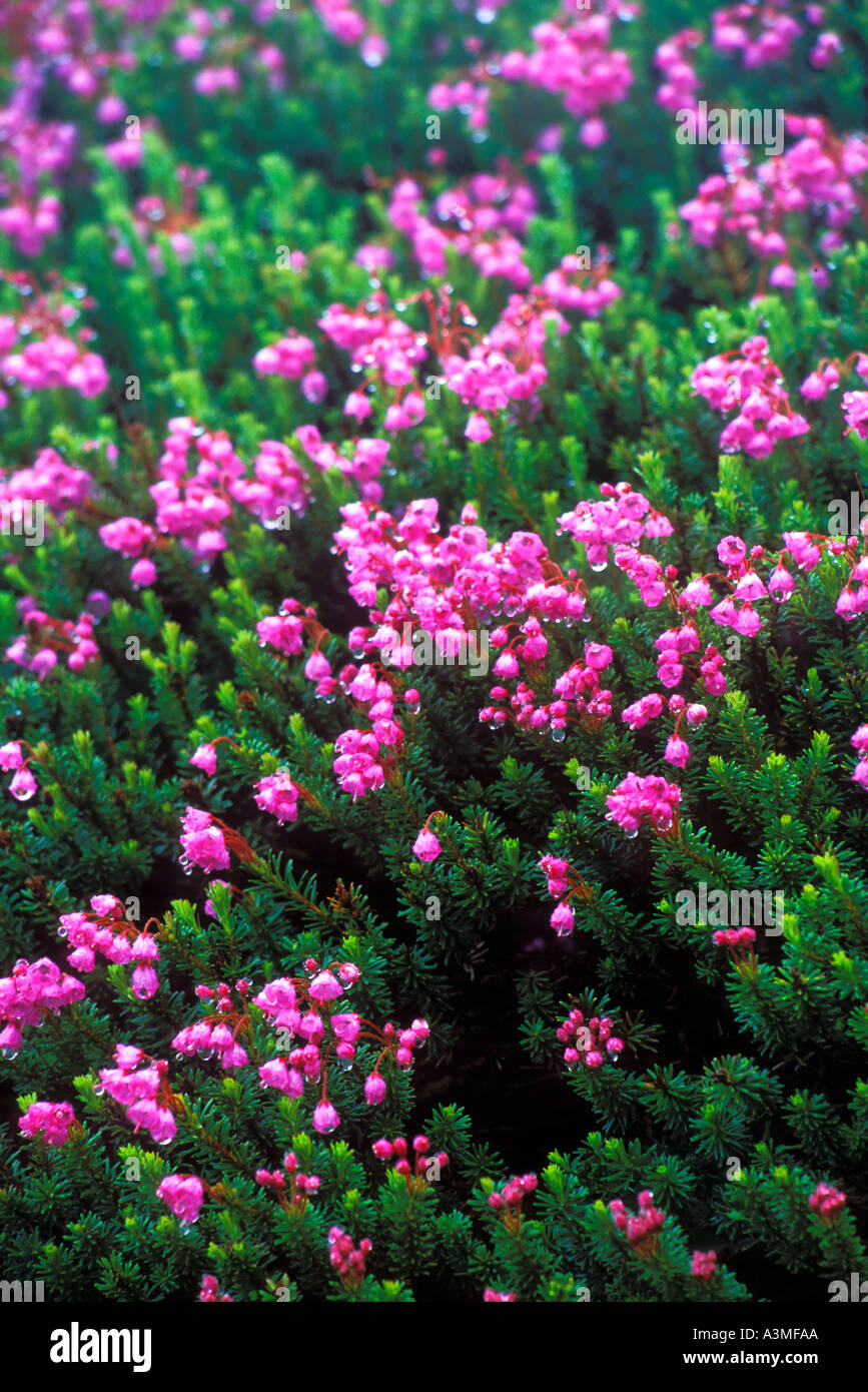 Pink Mountain Heather in Mount Rainier National Park Washington Stock ...