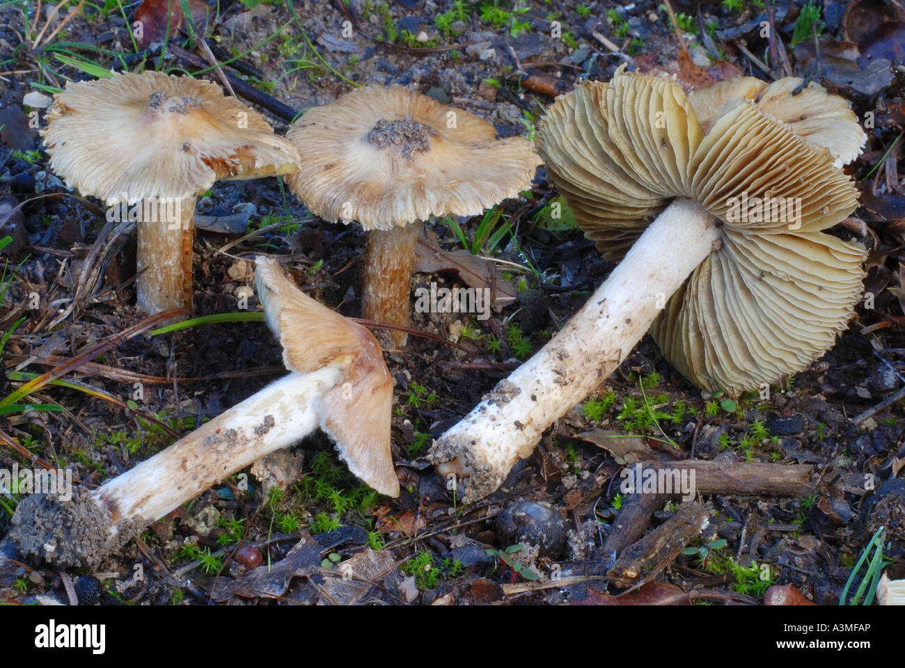 Homobasidiomycetes High Resolution Stock Photography and Images - Alamy