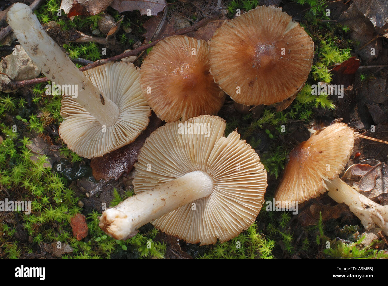 Homobasidiomycetes hi-res stock photography and images - Alamy