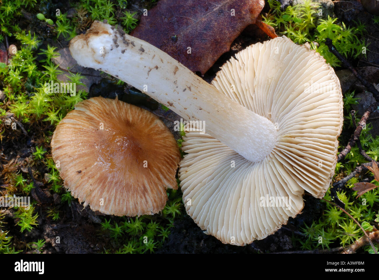 Homobasidiomycetes hi-res stock photography and images - Alamy
