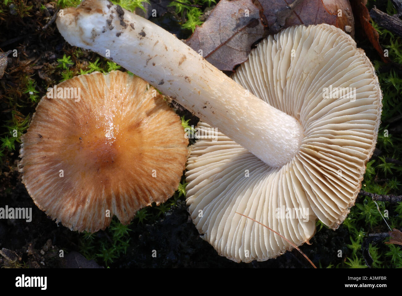 Hymenomycetes hi-res stock photography and images - Alamy