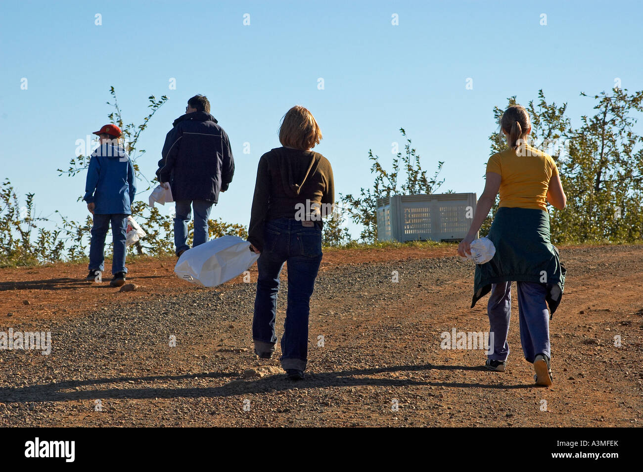Fall autumn apple harvest season orchard Charlottesville VA Virginia ...