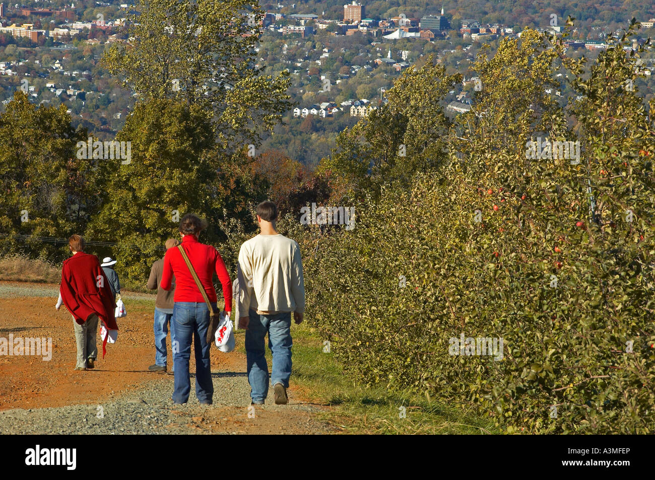 Fall autumn apple harvest season orchard Charlottesville VA Virginia ...