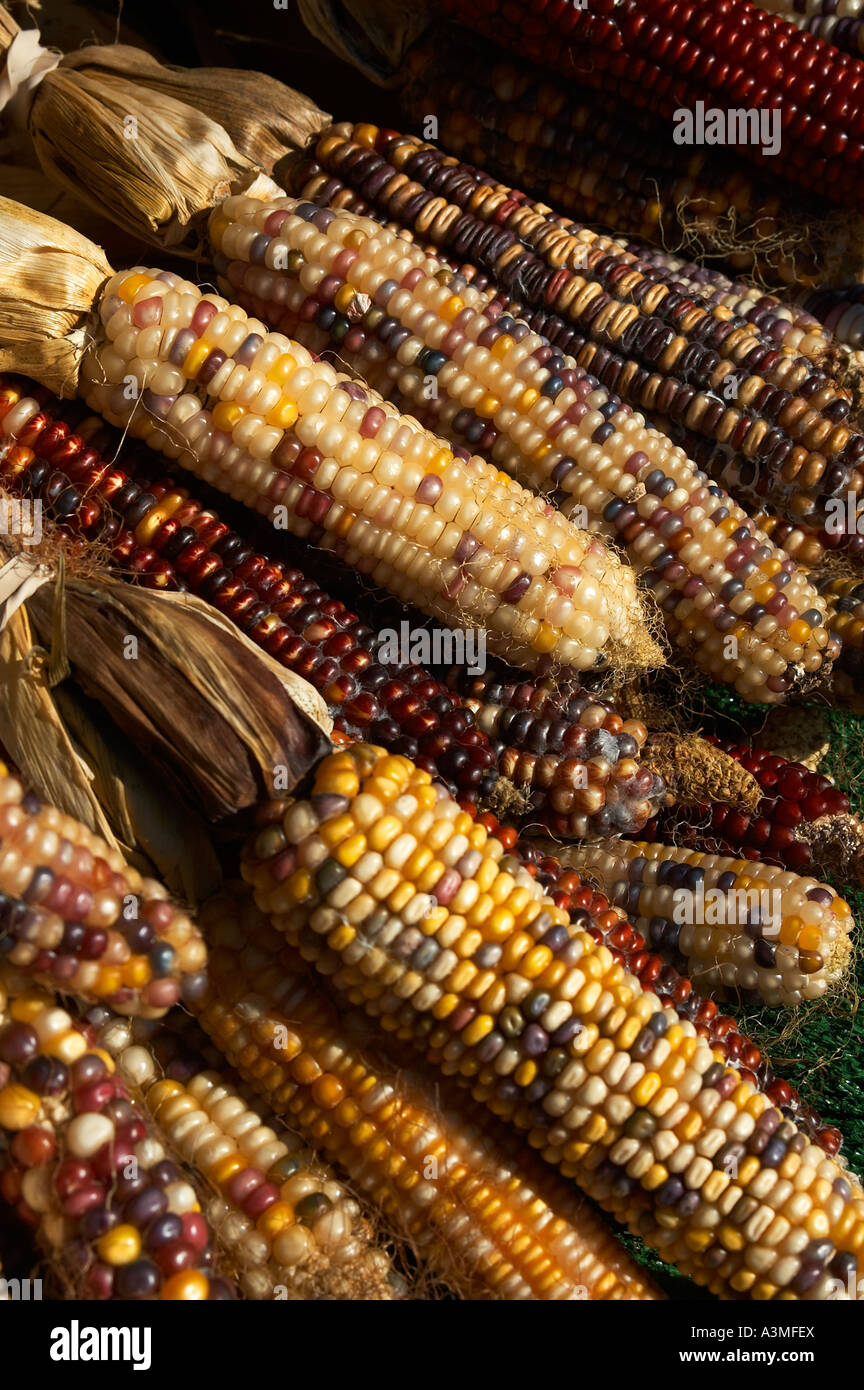 dried colorful colourful Indian corn seasonal Fall Autumn harvest ...