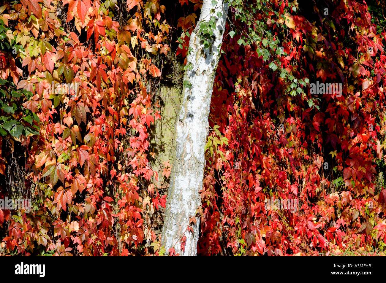 Virginia Creeper Parthenocissus quinquefolia climbing on a garden wall ...