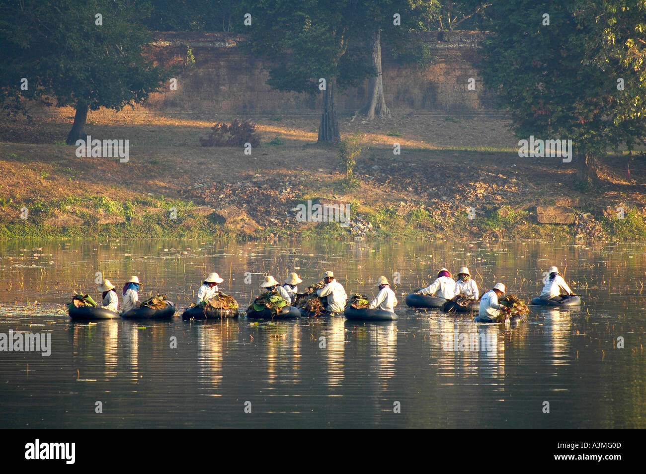 Rubber Tree Cambodia High Resolution Stock Photography and Images - Alamy