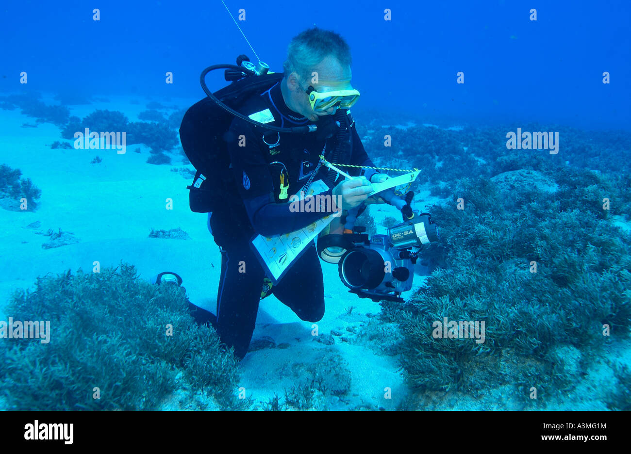 diver doing reef survey Stock Photo - Alamy