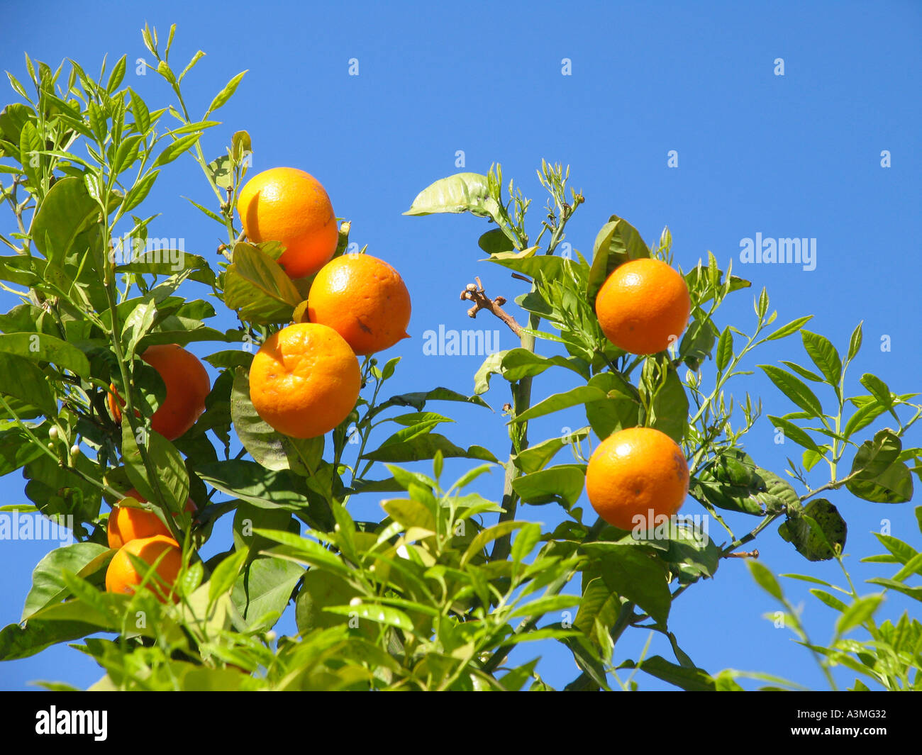 Oranges on tree Stock Photo - Alamy