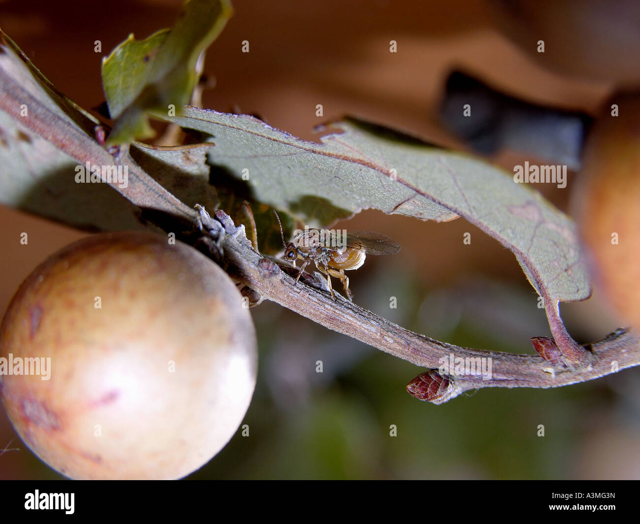 Andricus Kollari insect and gall on quercus faginea Stock Photo - Alamy
