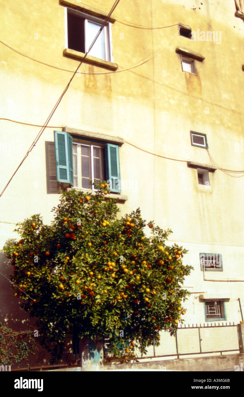 orange at the window beirut lebanon Stock Photo - Alamy