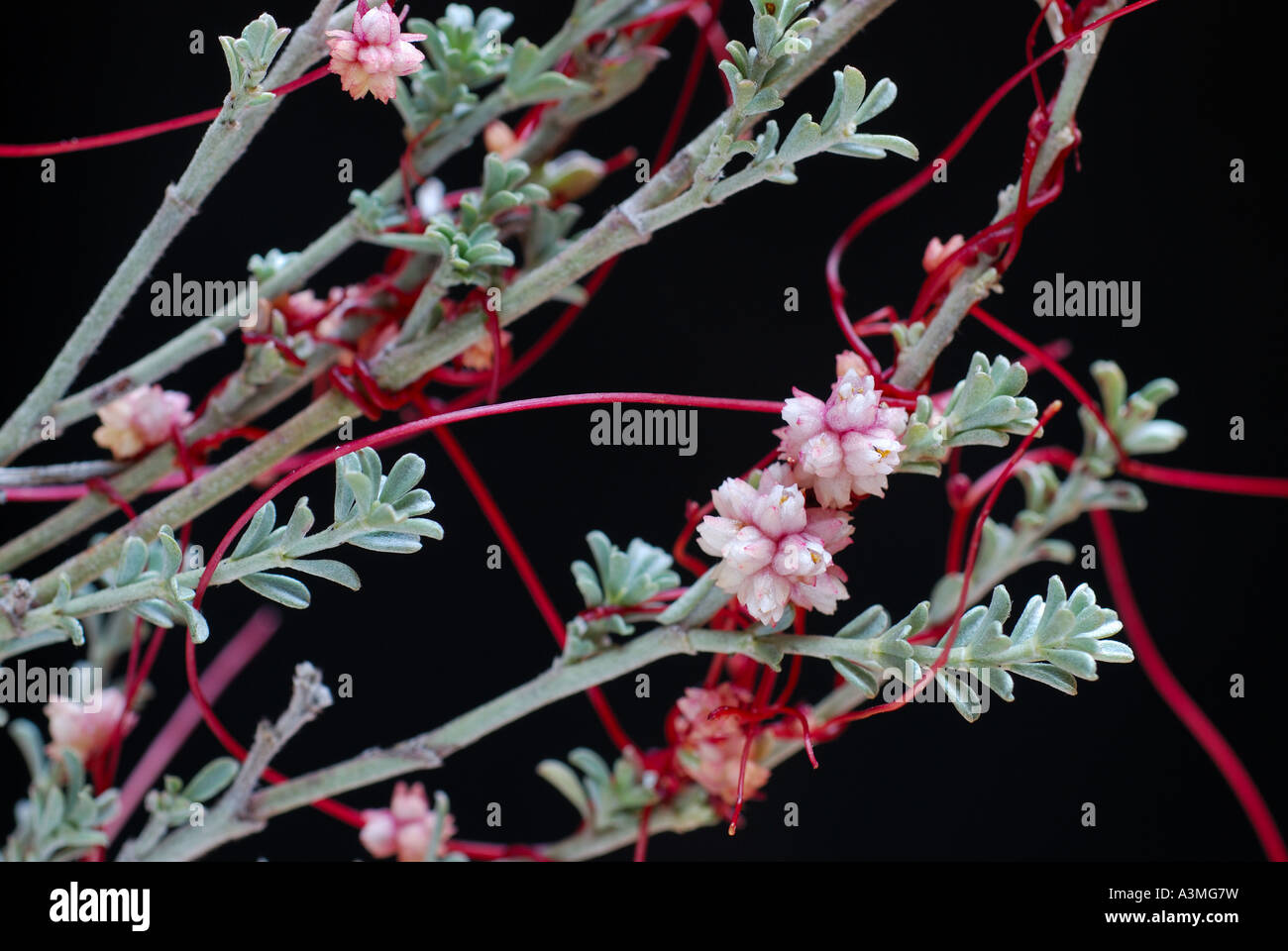 Red thallus of Cuscuta epithymum clover dodder and flowers Stock Photo ...