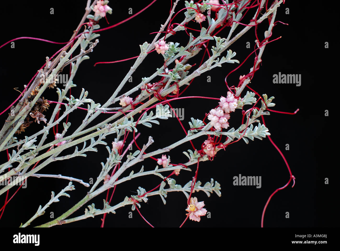 Red thallus of Cuscuta epithymum clover dodder and flowers Stock Photo ...
