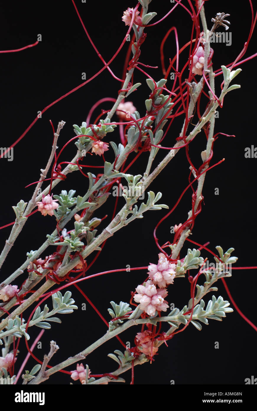 Red thallus of Cuscuta epithymum clover dodder and flowers Stock Photo ...