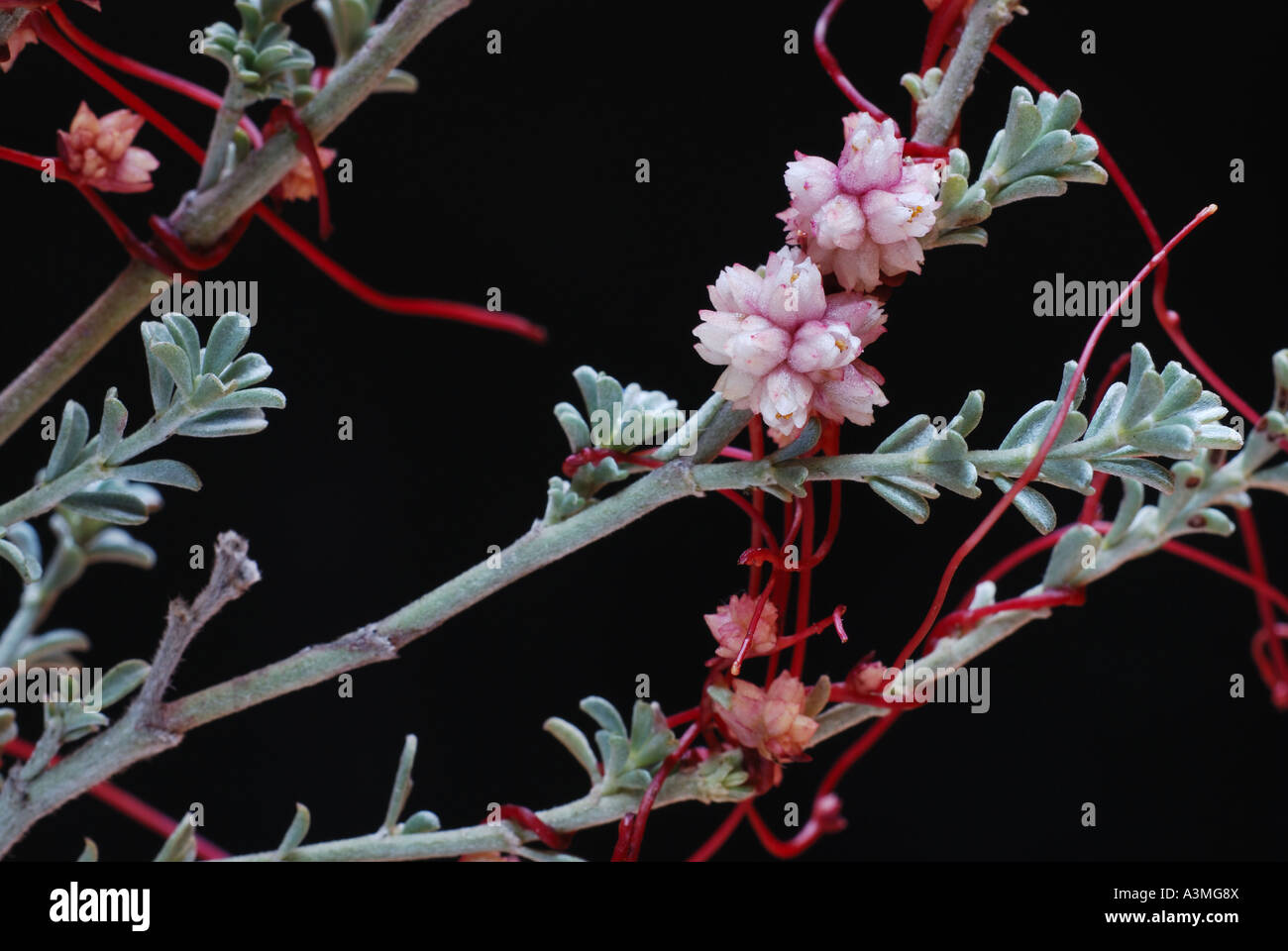 Red thallus of Cuscuta epithymum clover dodder and flowers Stock Photo ...