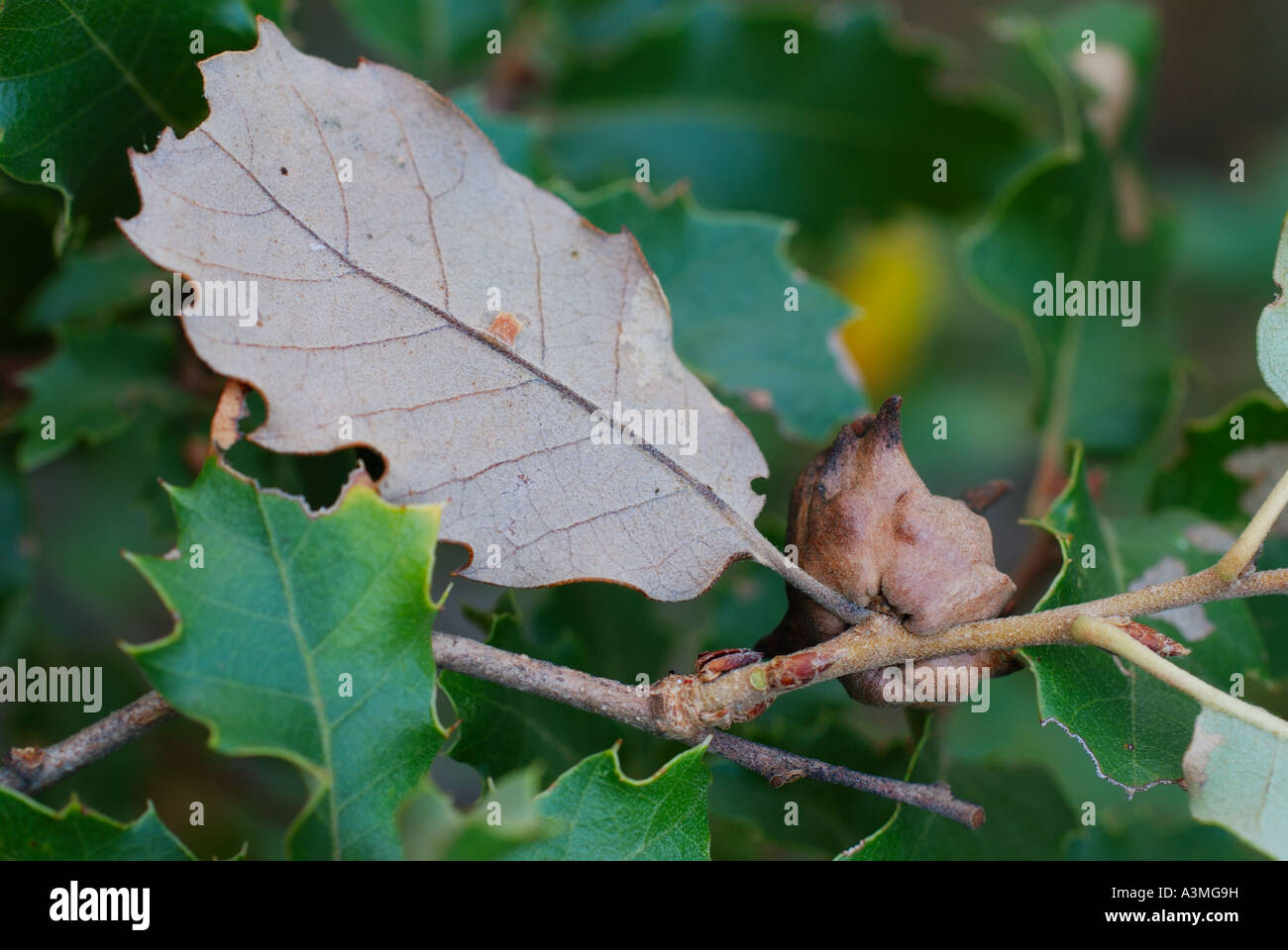 Andricus coriarius gall on quercus faginea Stock Photo - Alamy