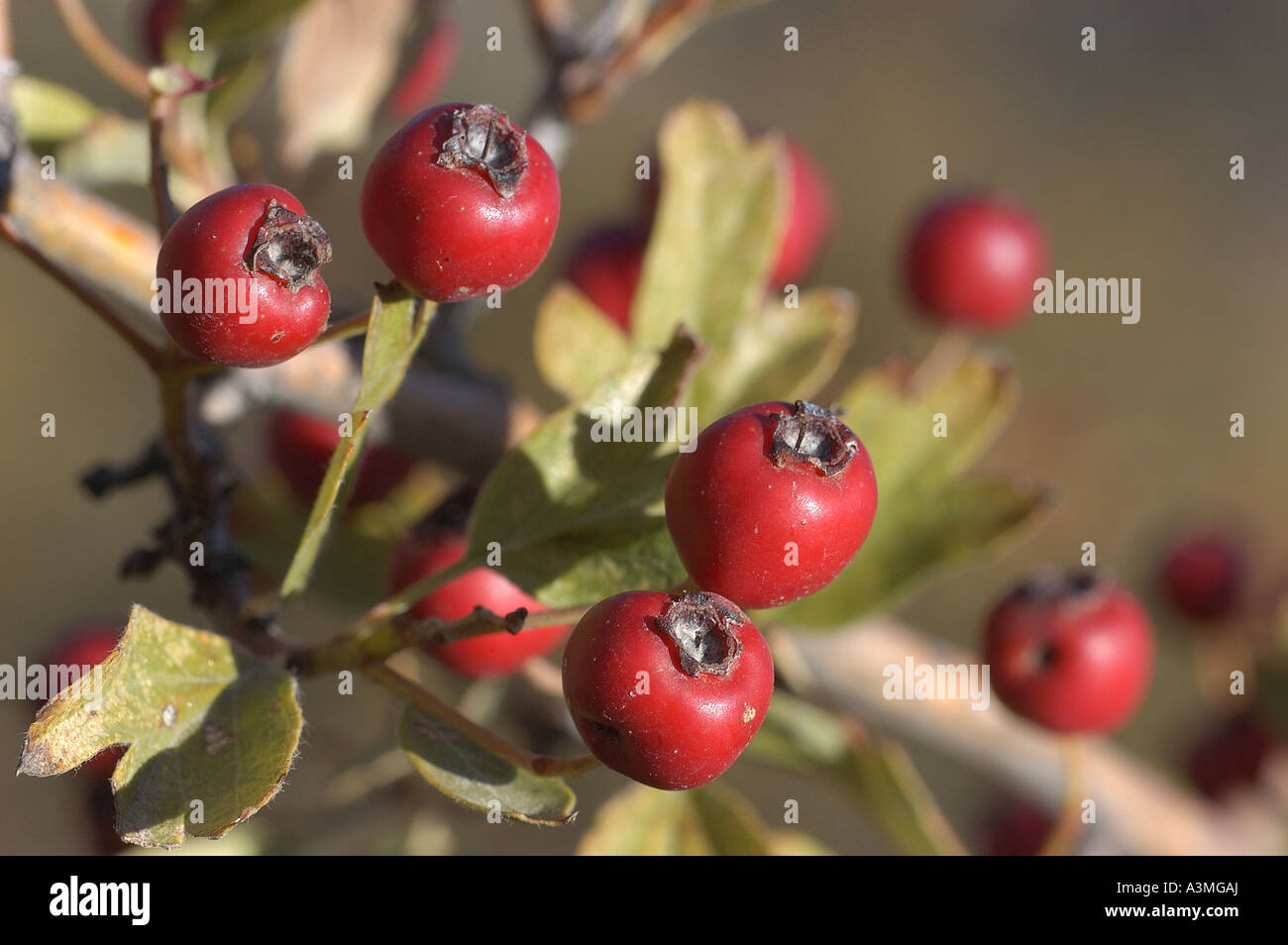 Crataegus monogyna fruits Stock Photo - Alamy