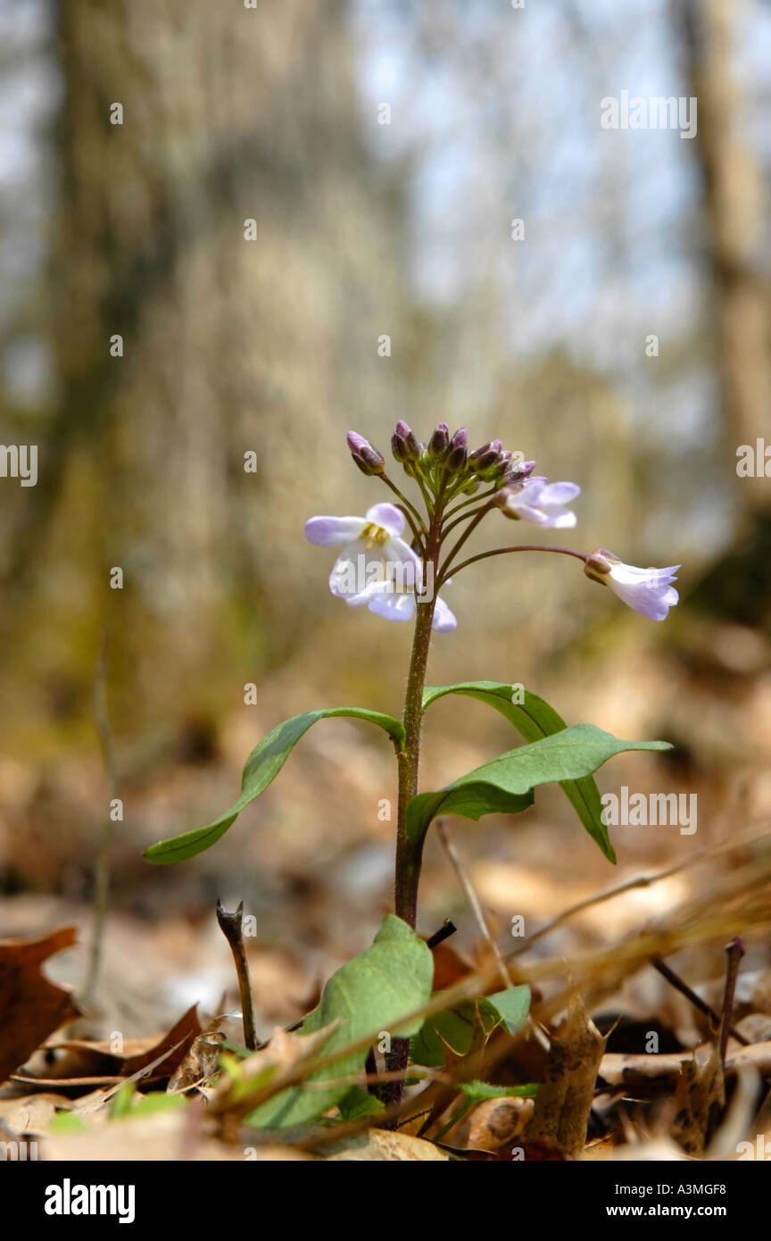 Spring Cress Wildflowers Stock Photo - Alamy