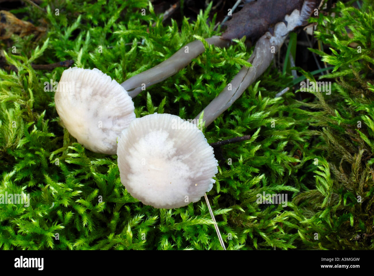 Hongos basidiomycota hi-res stock photography and images - Alamy