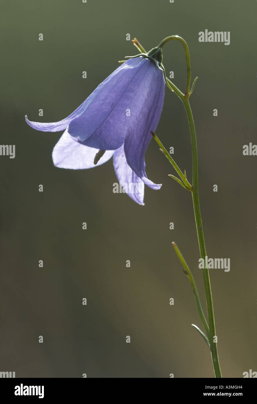 Portrait of a Scots bluebell (Campanula rotundifolia) - English ...