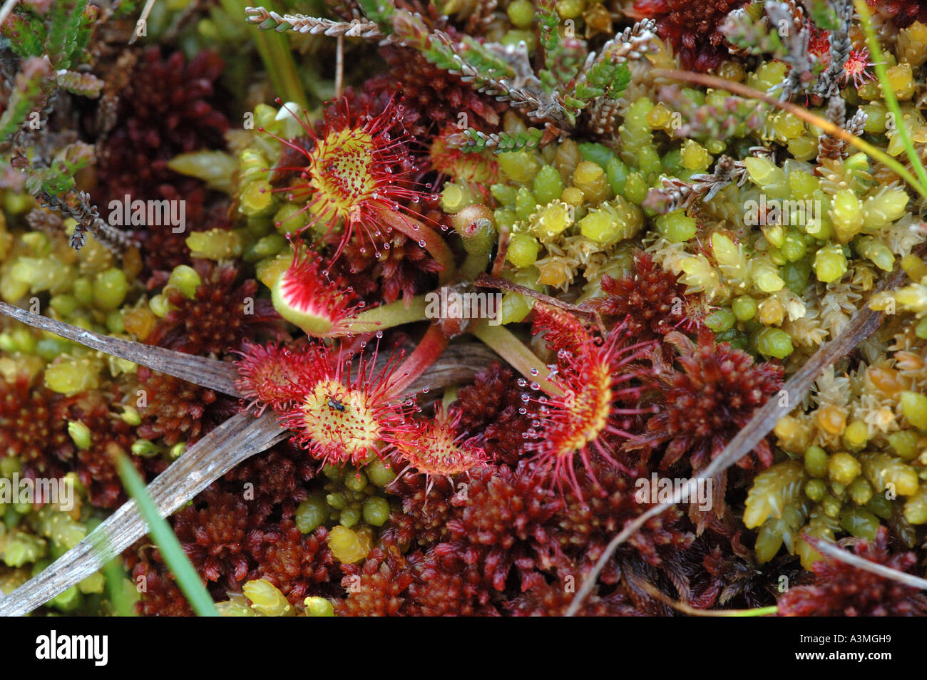 Sundew scotland hi-res stock photography and images - Alamy