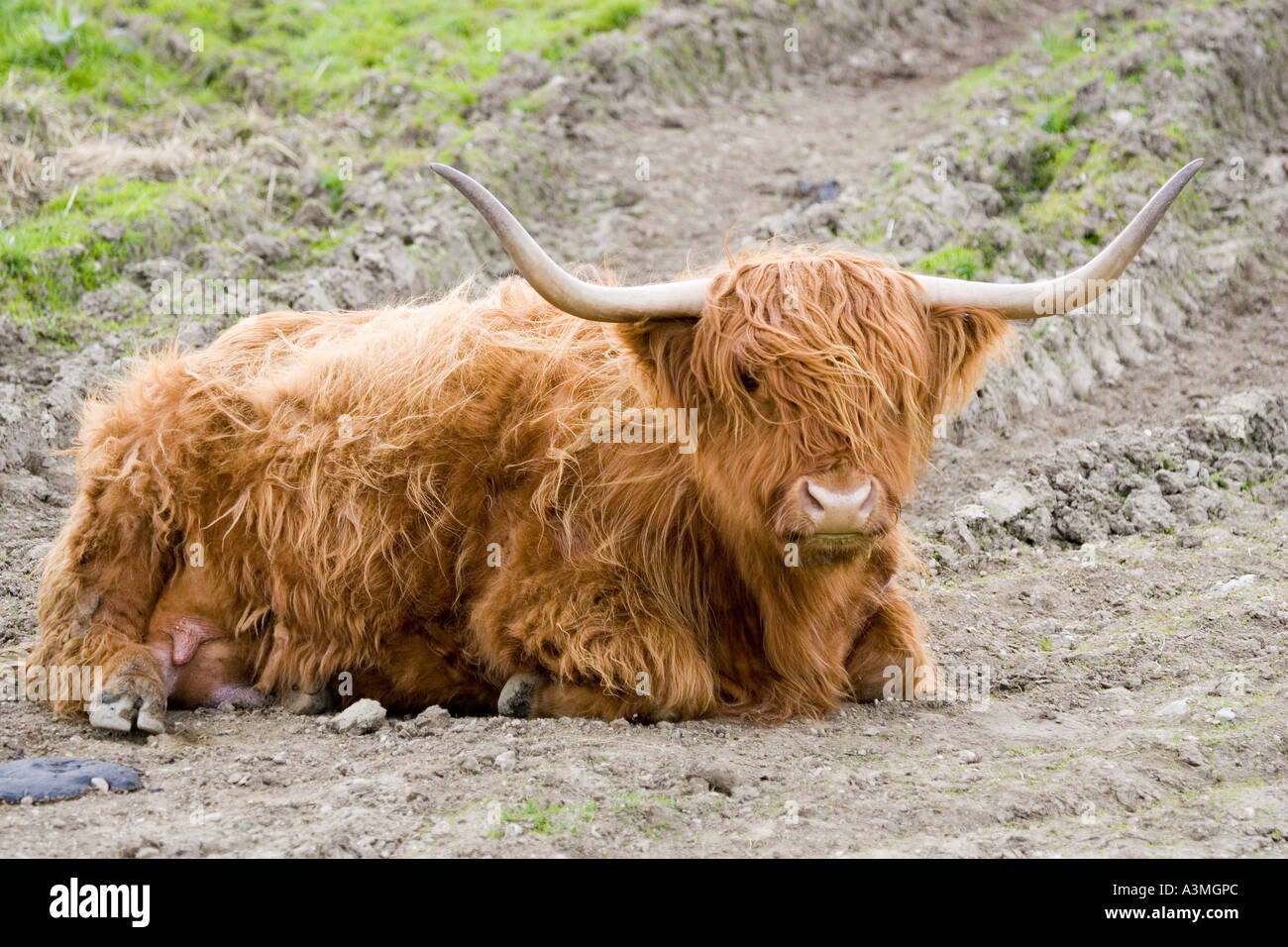 Highland cattle lying down lazing in the sun Stock Photo - Alamy