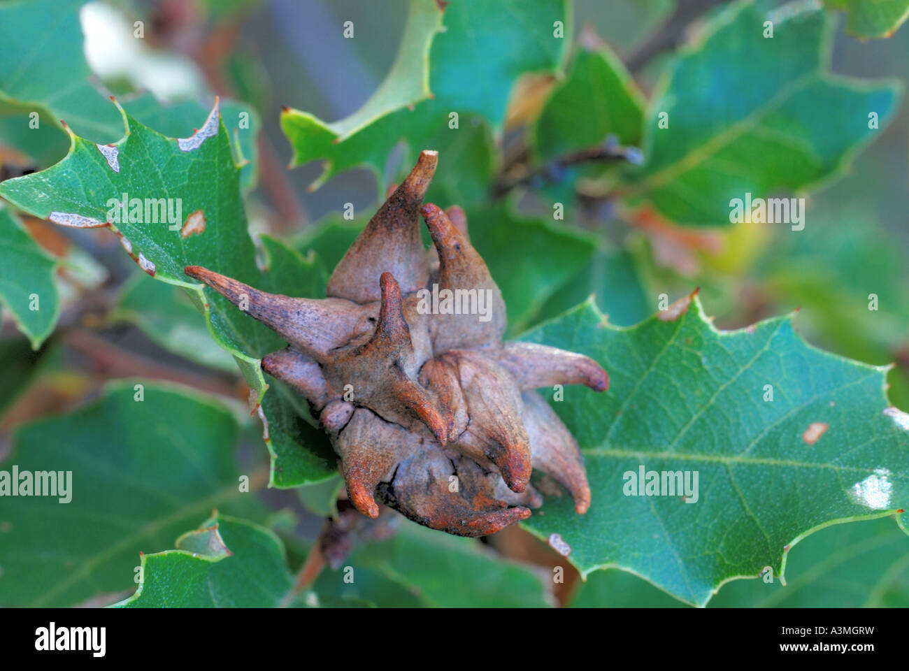 Andricus coriarius gall on quercus faginea Stock Photo - Alamy