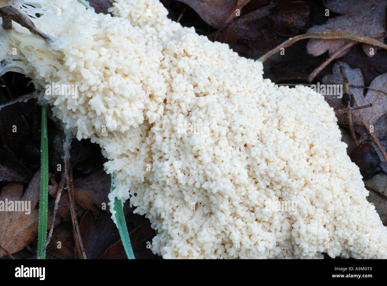 Fungi Mucilago crustacea inmature Stock Photo - Alamy