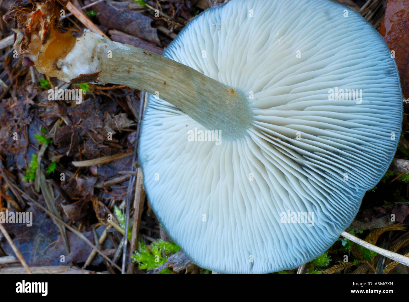 Hongo clitocybe hi-res stock photography and images - Alamy