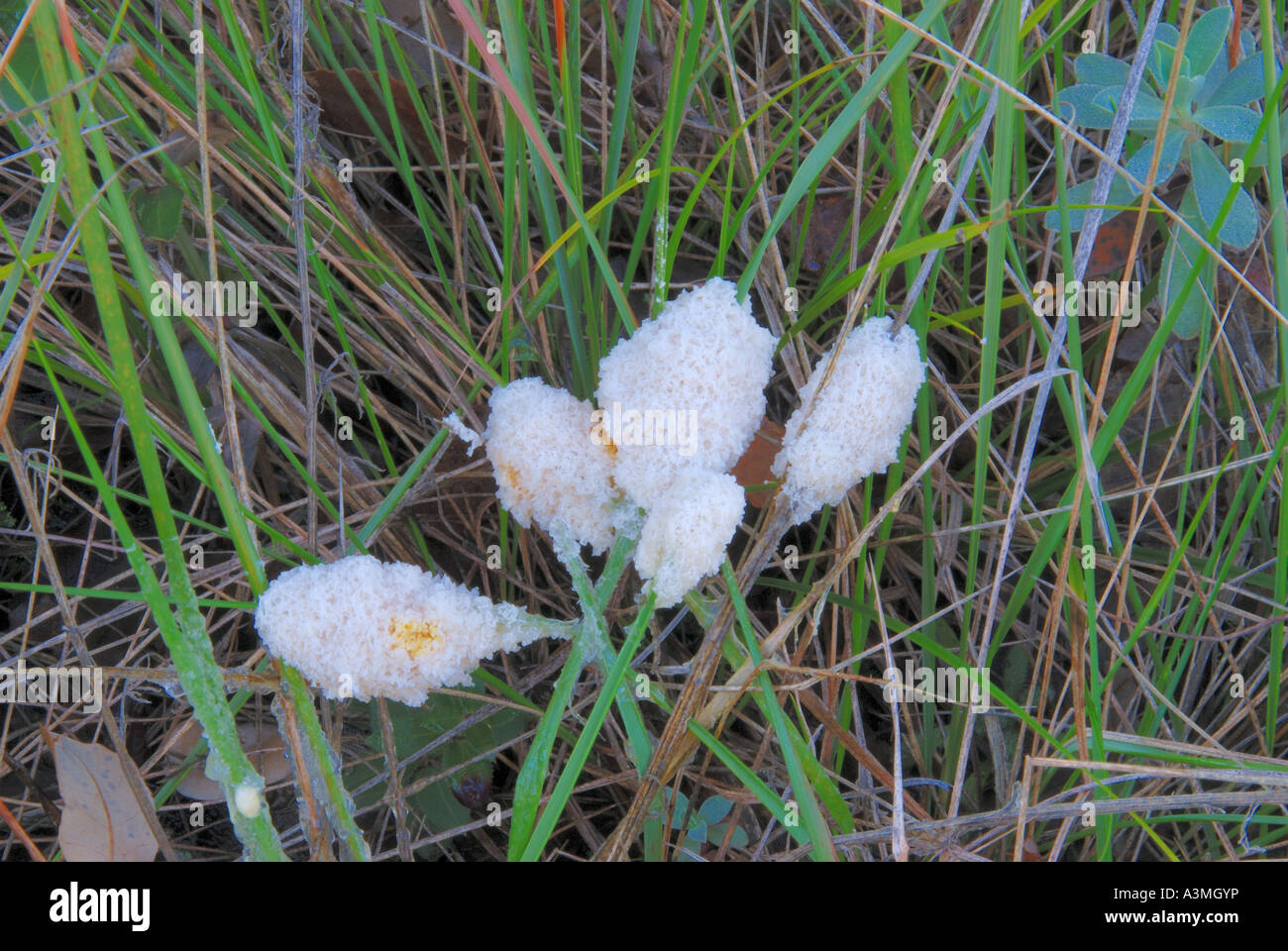 Fungi Mucilago crustacea inmature Stock Photo - Alamy