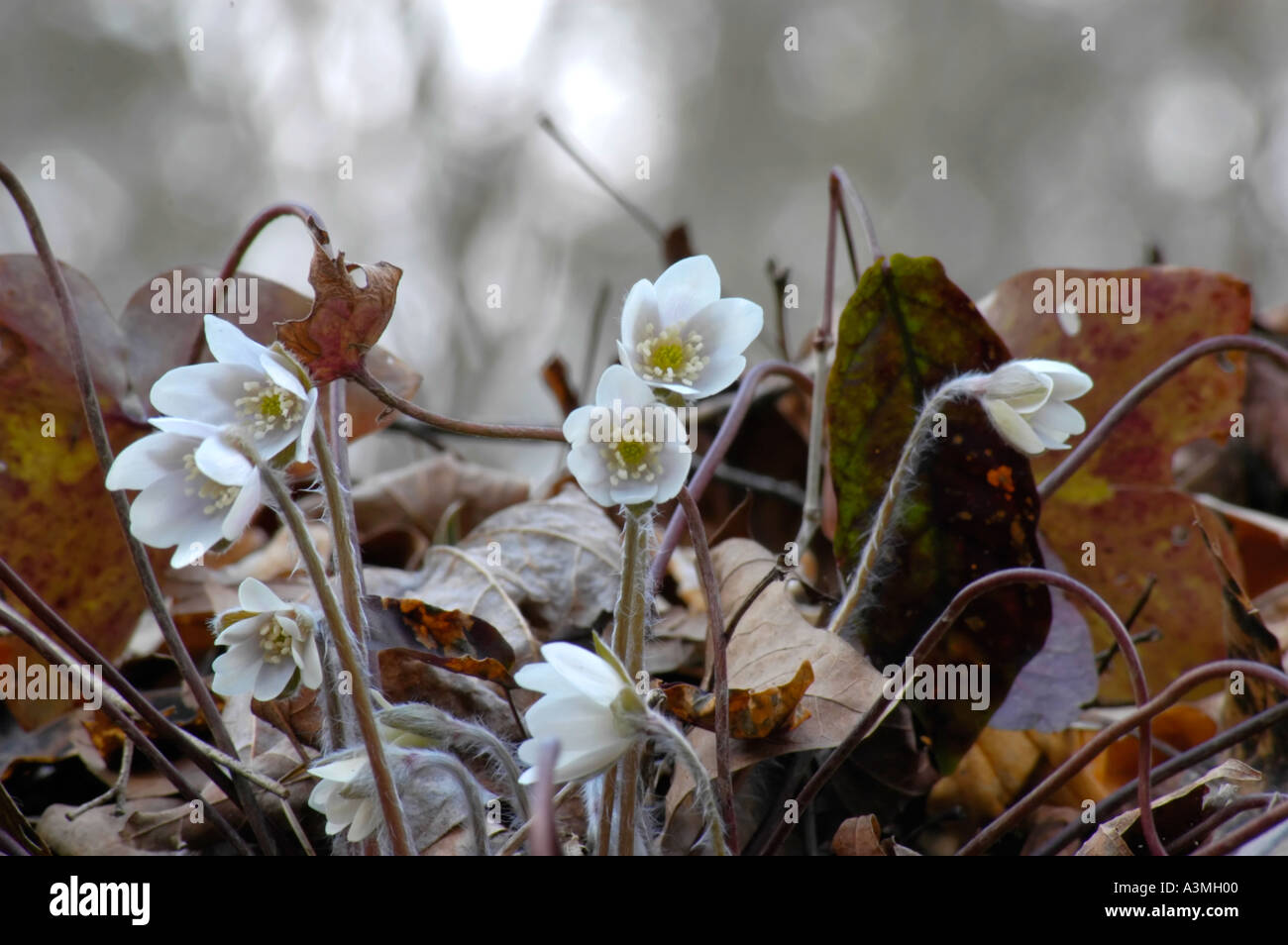 Sharp lobed Hepatica wildflower Stock Photo - Alamy