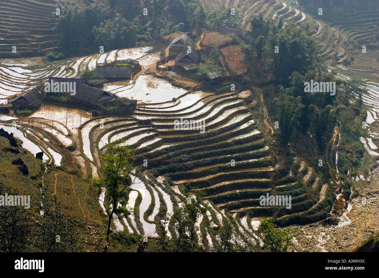 Rice Fields of Sapa - Vietnam Stock Photo - Alamy