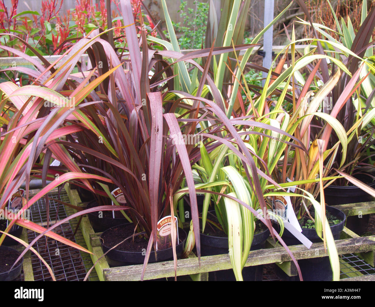 Phormium grass hi-res stock photography and images - Alamy